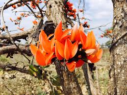 英和画像辞典：(modugu tree)の関連画像一覧！ – おもしろい英文法