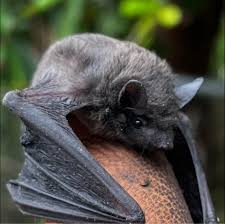 Nadja: The Misunderstood Bat Who Challenges Our Perceptions – New and Tips