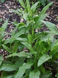 英和画像辞典：(stavel)の関連画像一覧！ – おもしろい英文法