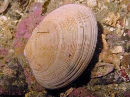 英和画像辞典：(carpet shells)の関連画像一覧！