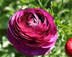Ranunculus vs. Roses: Which Flower Reigns Supreme for Your Wedding ...