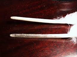 英和画像辞典：(quill plectrum)の関連画像一覧！ – おもしろい英文法