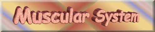The Muscular System | Create WebQuest
