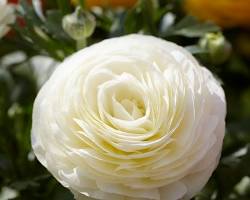 Ranunculus vs. Roses: Which Flower Reigns Supreme for Your Wedding ...