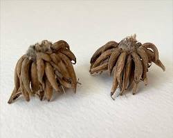 Ranunculus vs. Roses: Which Flower Reigns Supreme for Your Wedding ...