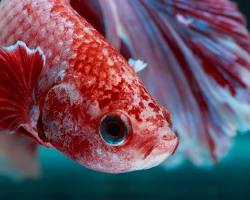 Betta Eye Problems: Normal vs Popeye – Wild Betta Blog | How To Take ...