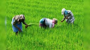 Kaveri Seed Company Ltd (KSCL) Stock Price & News - Google Finance