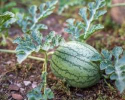 What Are The Different Watermelon Growing Stages