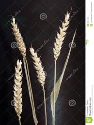 英和画像辞典：(husks)の関連画像一覧！