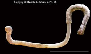 英和画像辞典：(aplacophora)の関連画像一覧！ – おもしろい英文法