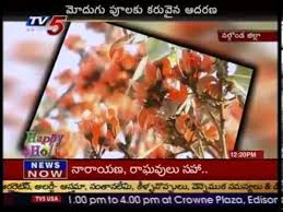 英和画像辞典：(modugu tree)の関連画像一覧！ – おもしろい英文法