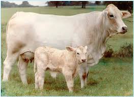 Raza Charolais: Características funcionales