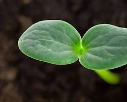 What Are The Different Watermelon Growing Stages