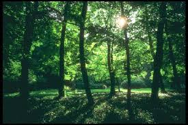 英和画像辞典：(deciduous)の関連画像一覧！ – おもしろい英文法