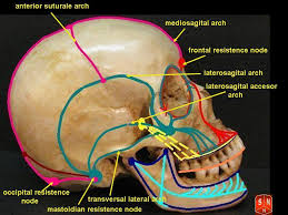 英和画像辞典：(bregma (region on human skull))の関連画像一覧！ – おもしろい英文法