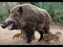 英和画像辞典：(pig, boar, hog, swine)の関連画像一覧！