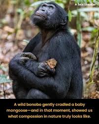 The Compassionate Moment of a Bonobo: A Priceless Lesson from Nature ...