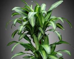 Asparagaceae: A Diverse and Fascinating Family of Plants - Gardenfrontier