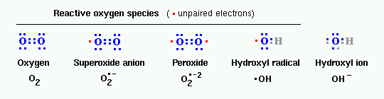 molecular orbital theory - Does peroxide ion have any unpaired ...