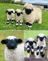 The Majestic Valais Blacknose Sheep: A Remarkable Breed of the Swiss ...
