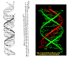 英和画像辞典：(single helix)の関連画像一覧！ – おもしろい英文法