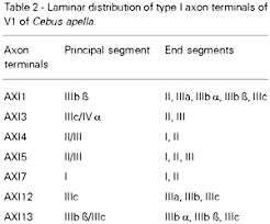 英和画像辞典：(some type of layer)の関連画像一覧！