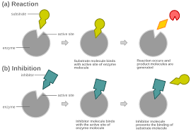 英和画像辞典：(inhibition)の関連画像一覧！ – おもしろい英文法