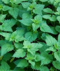 英和画像辞典：(nettle)の関連画像一覧！