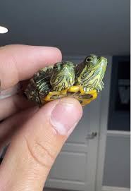 The Two-Headed Turtle – A Real-Life Rarity! 🐢😲 – New and Tips