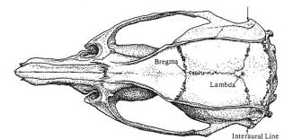英和画像辞典：(bregma (region on human skull))の関連画像一覧！ – おもしろい英文法
