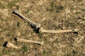 英和画像辞典：(remains)の関連画像一覧！ – おもしろい英文法