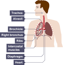 SNAB Topic 2 - Genes and Health - Revision Cards in A Level and IB Biology