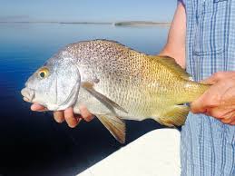 英和画像辞典：(grunt or silver grunt)の関連画像一覧！ – おもしろい英文法