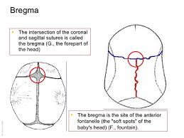 英和画像辞典：(bregma (region on human skull))の関連画像一覧！ – おもしろい英文法