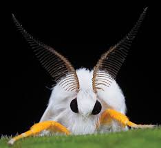 The Creatonotos Gangis Moth: Nature’s Art Deco Marvel – New and Tips