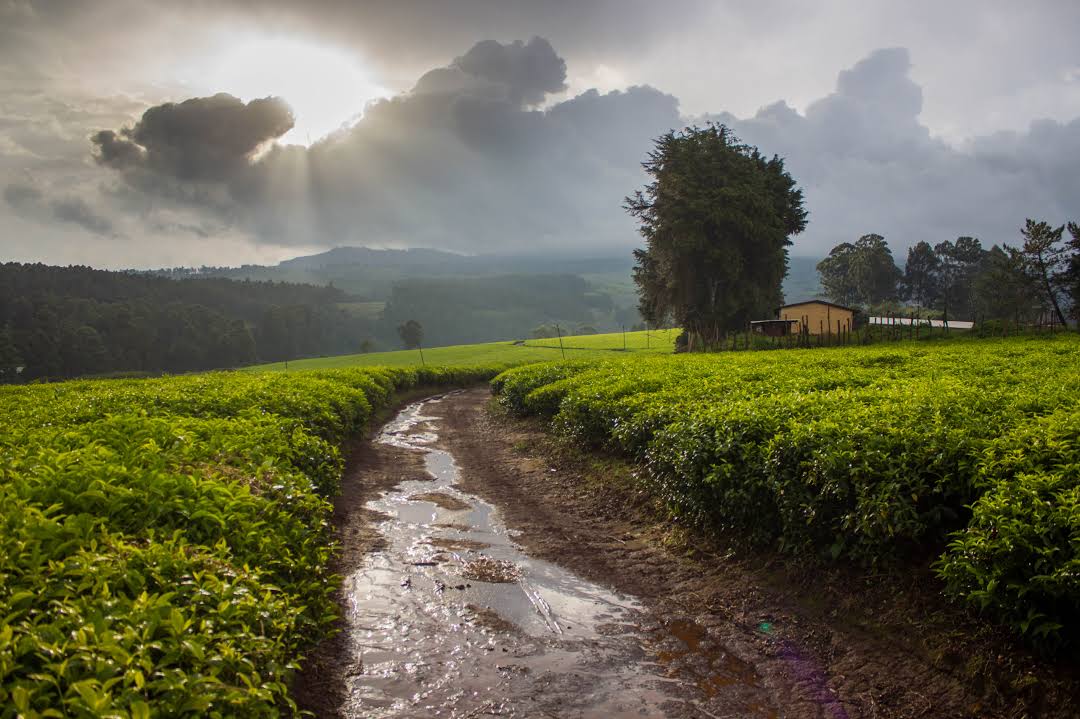 Find Cheap Flights to Cameroon - Google Flights