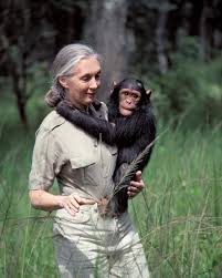 “A Life Dedicated to Wildlife: Remembering Dr. Jane Goodall’s Legacy ...
