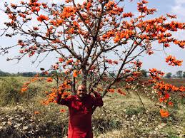 英和画像辞典：(modugu tree)の関連画像一覧！ – おもしろい英文法