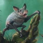 Discovery of Extinct Burrowing Bat Tells Mysterious Story About New ...